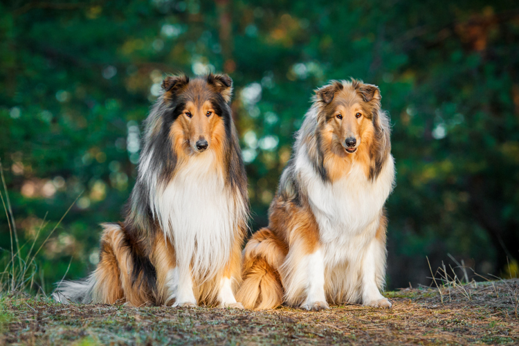 牧羊犬の大型~小型まで30種類一覧！それぞれの性格や飼い方を紹介 | ペットピッ！